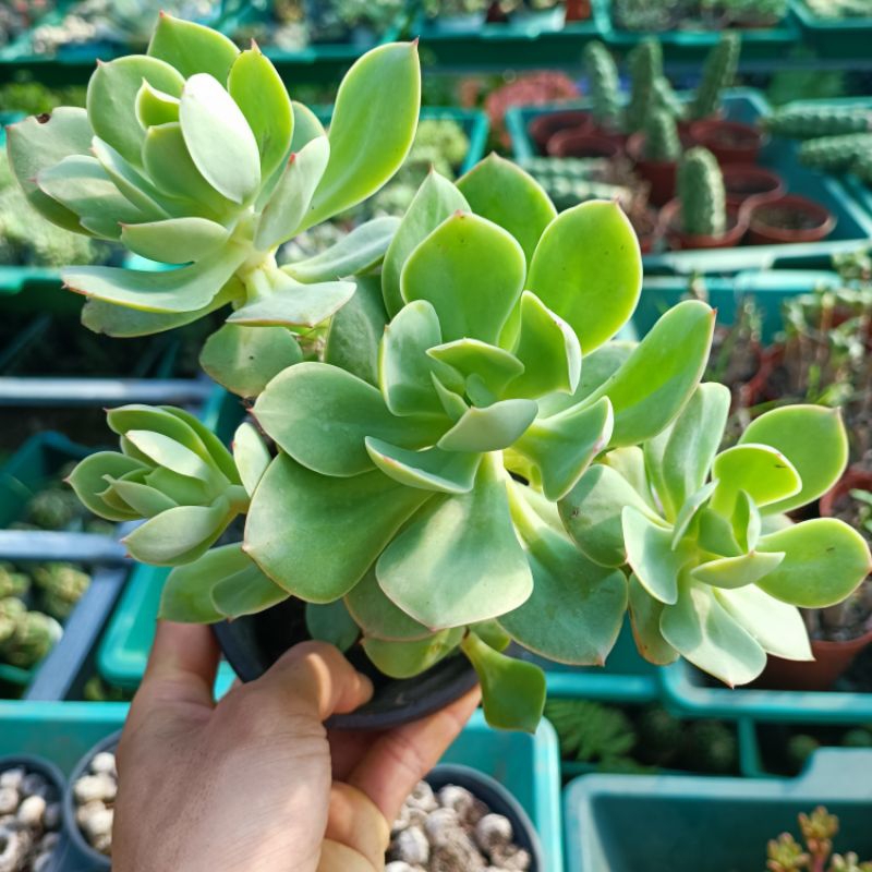 Sale+ Sen Đá Bèo Chùm Rất Đẹp. | Shopee Việt Nam