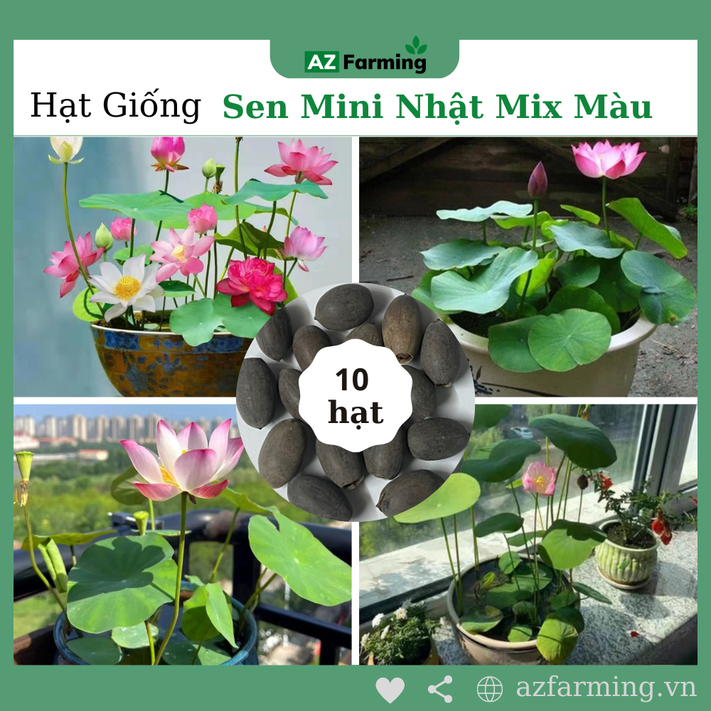 Hạt Giống Hoa Sen Mini Nhật Nhiều Màu - Gói 10 Hạt - AZ Farming ...