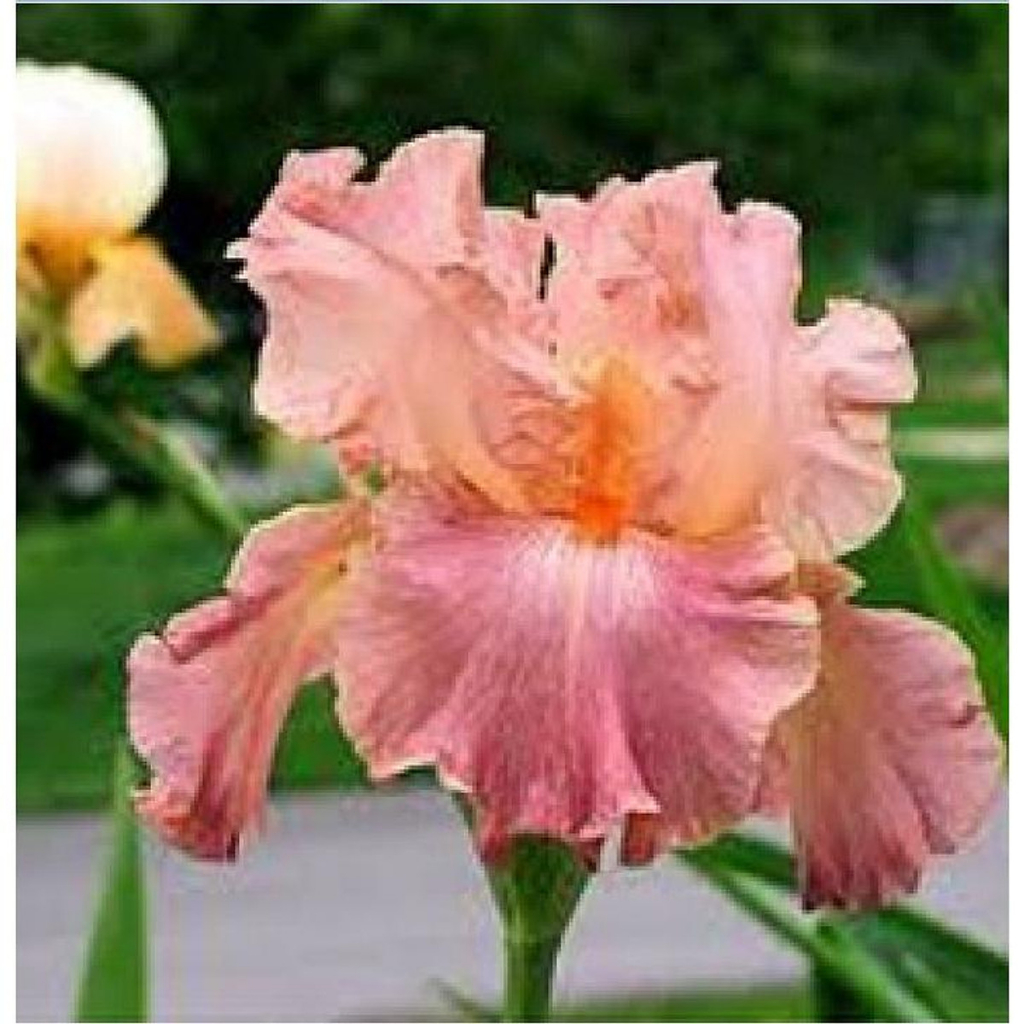 Hạt Giống Hoa Diên vĩ hồng (Iris hồng) 10 hạtgói | Shopee Việt Nam