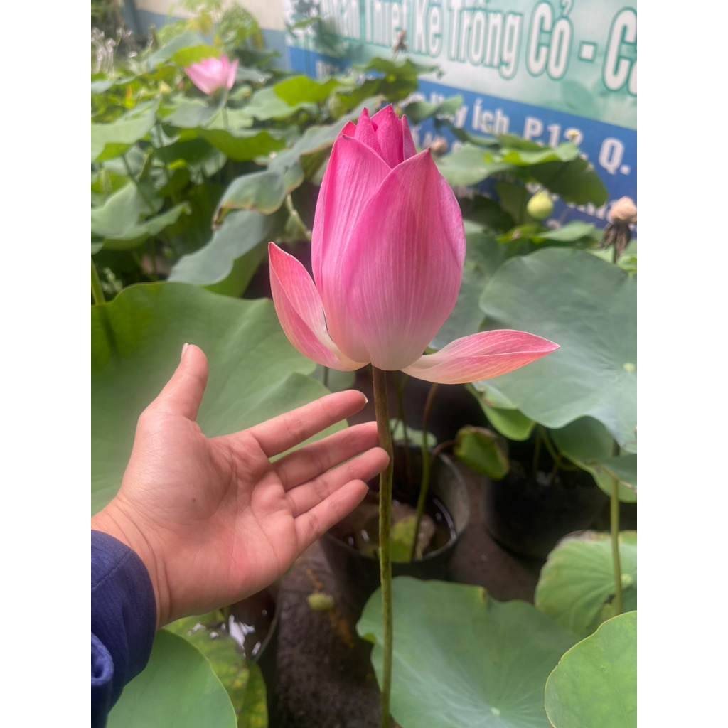 [Chỉ giao hỏa tốc] Chậu cây hoa Sen Ta rất thơm và siêng bông | Shopee ...