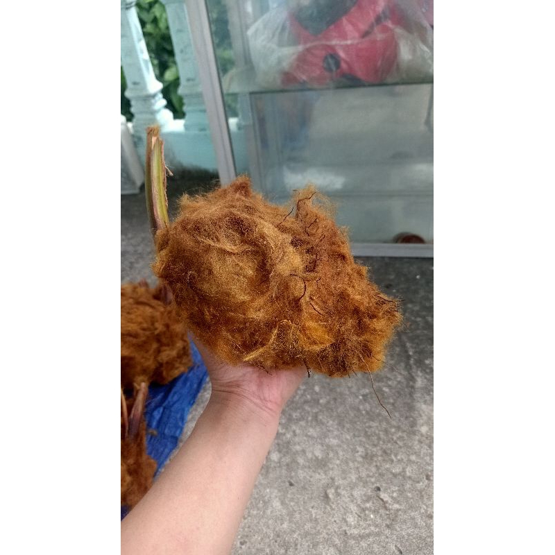 Cẩu tích( lông cu li khô ) | Shopee Việt Nam