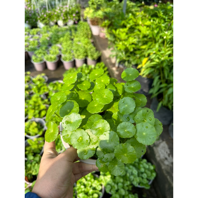 Cây Rau Má Thái ( Rau Má Kiểng, Rau Má Lá Sen, Cỏ Đồng Xu) | Shopee ...