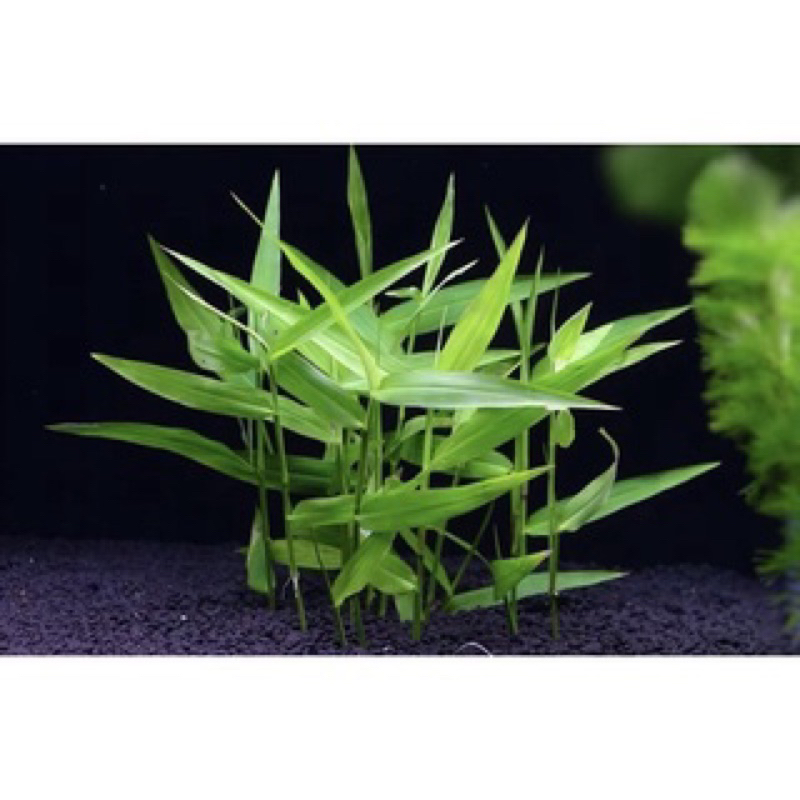 LÁ TRE THỦY SINH-40K/15NGỌN | Shopee Việt Nam