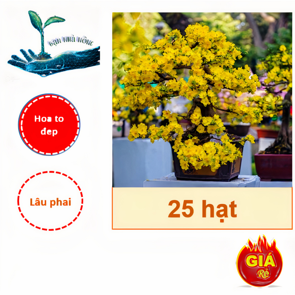 Hạt giống hoa mai vàng ( Gói 25 Hạt ) - Hoa to đẹp, Lâu phai - Dễ trồng ...