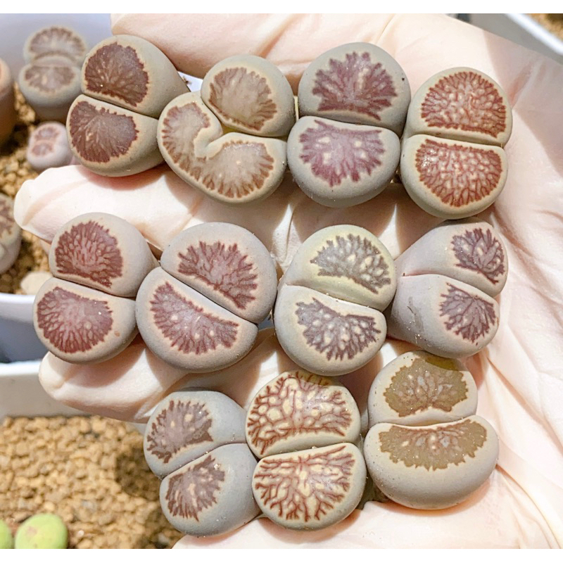 Lithops, thạch lan, sen mông kiku shogiyoku | Shopee Việt Nam
