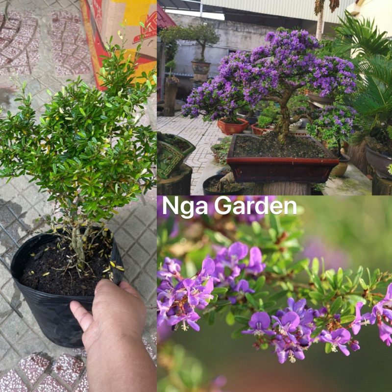 Cây linh sam 86 làm bonsai mini cao 40-50 cm | Shopee Việt Nam