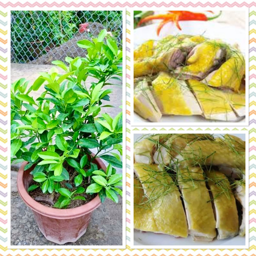 Cây chanh ta ăn lá ăn quả (đang hoa quả) cao 40-50cm .. | Shopee Việt Nam