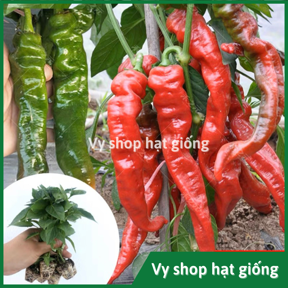 Hạt giống ớt ngọt quả dài vỏ nhăn gói 100 hạt | Shopee Việt Nam