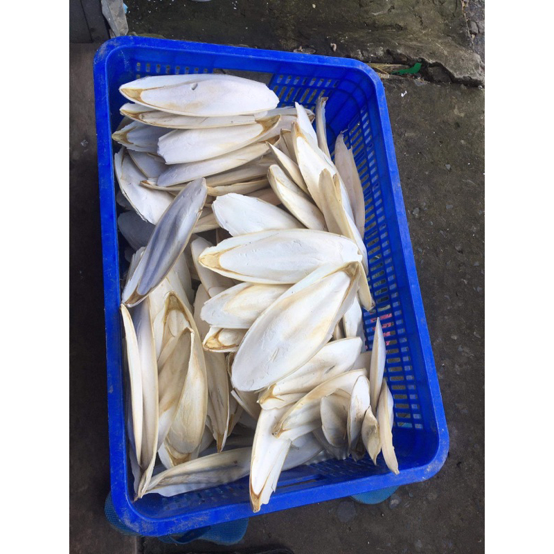 NAN MỰC 100-110g tuỳ size 18-25cm tầm 1-2 cái do nan to, dùng cho chim, sóc, bọ, hamster ...