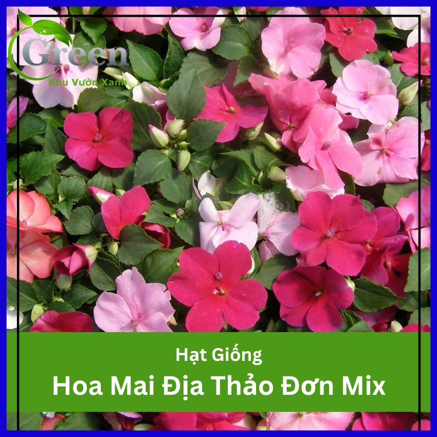 Hạt Giống Hoa Mai Địa Thảo Đơn (Ngọc Thảo Đơn) Nhiều Màu Mix - Gói 50 ...