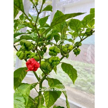 Quả Giống Ớt Cay Nhất TG Carolina Reaper ( Chín Tươi ) | Shopee Việt Nam