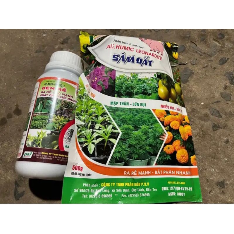 [Combo phân bón cho mai vàng] Ra rễ cực mạnh đâm chồi cực nhanh ...