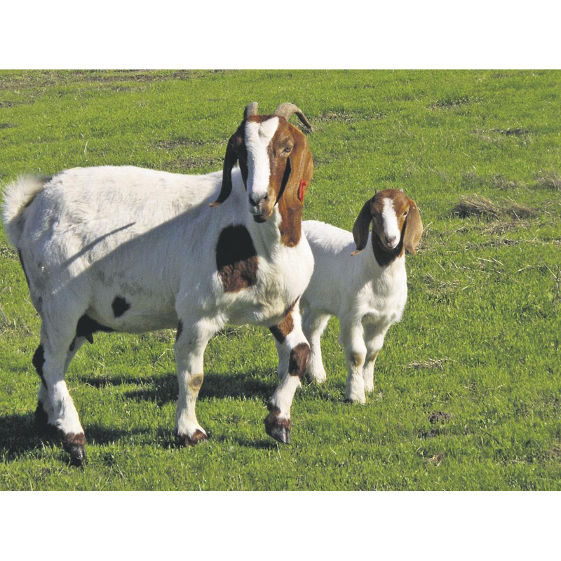 Dê Boer Cái Lai | Shopee Việt Nam