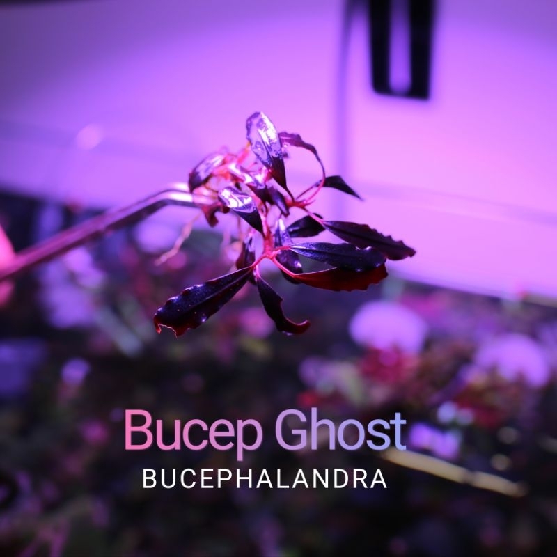 [01 ngọn] Bucep Ghost | Cây thuỷ sinh tuyệt đẹp | Hàng full lá nước ...
