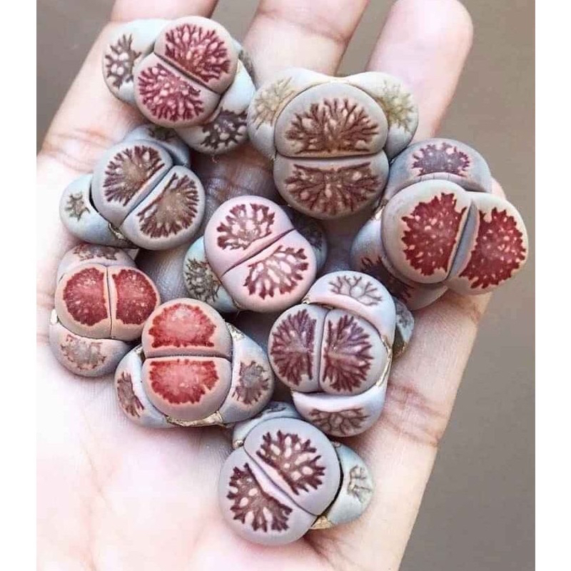Cây Sen Mông Lithops Vân KIKU Siêu Đẹp Size 0.5-1,2cm | Shopee Việt Nam