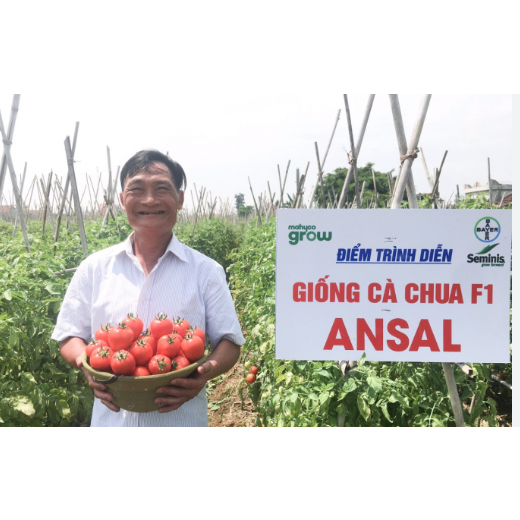 Cà chua Ansal F1 cây giống - Giống cà chua lai năng suất cao (chỉ miền ...