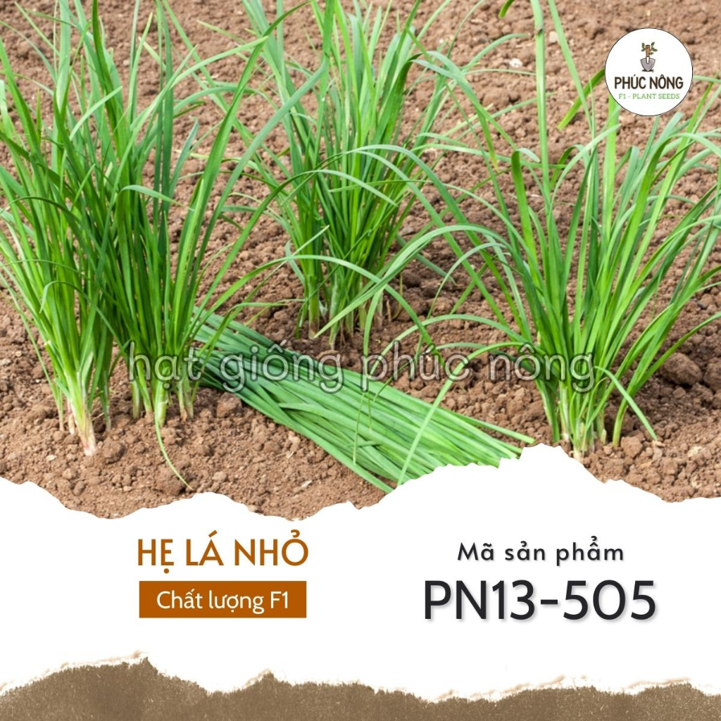 ( Gói 1gr) - Hạt giống Hẹ lá nhỏ (Hẹ sẻ) | Shopee Việt Nam