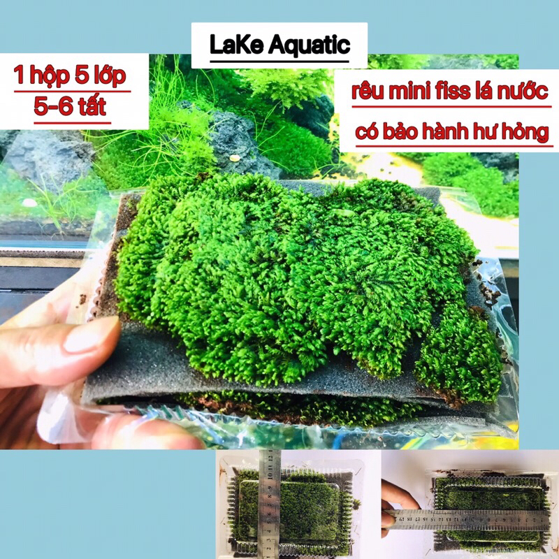 rêu mini fiss | rêu thủy sinh lá nước dùng để trang trí điểm bố cục cho ...