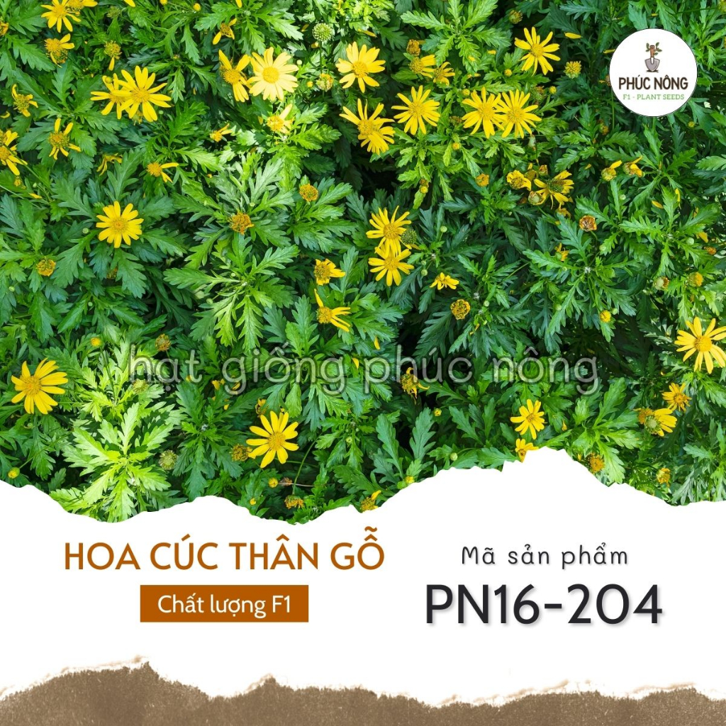 Hạt giống hoa Cúc Thân Gỗ - 50 Hạt | Shopee Việt Nam