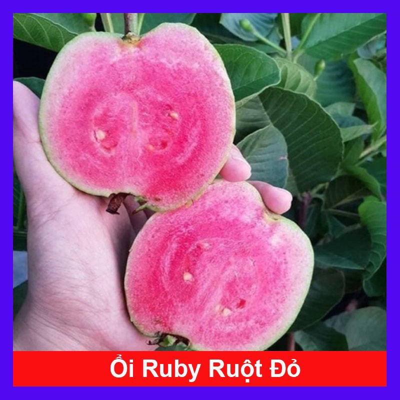 Cây giống ổi ruby ruột đỏ (1caay) | Shopee Việt Nam
