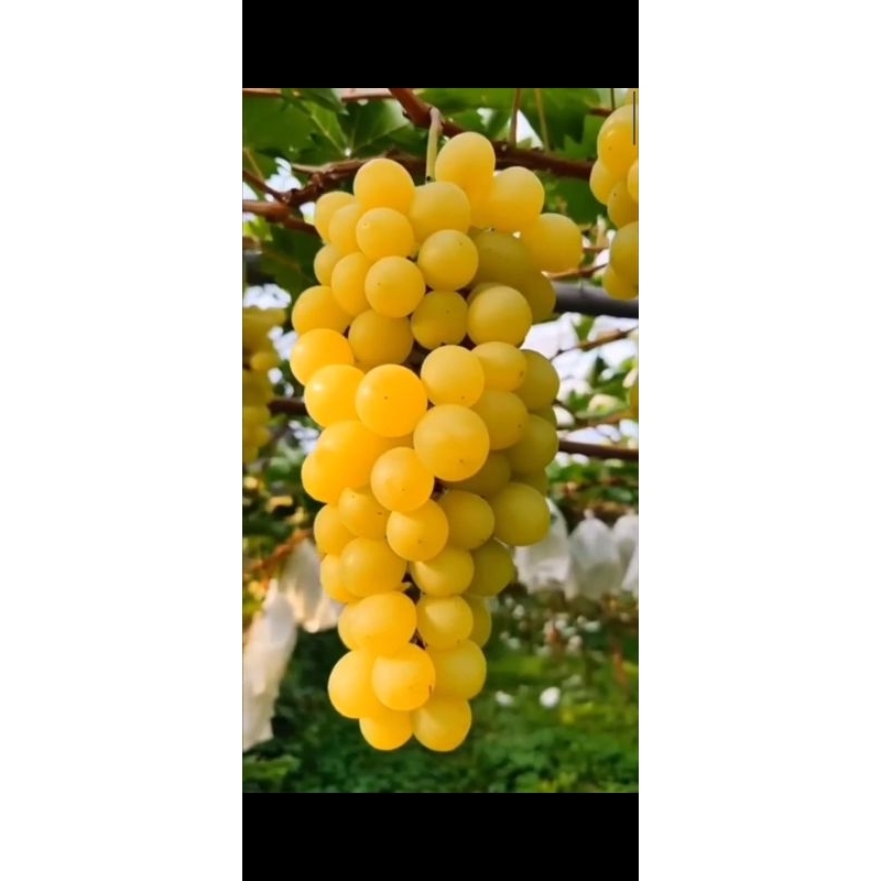 Cây Nho Thompson Seedless - Không Hạt Tự Nhiên | Shopee Việt Nam