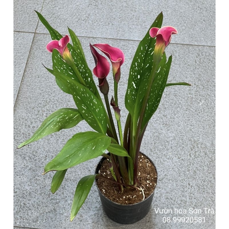 (VHST - GIAO TRONG NGÀY) Cây hoa CALLA LILY (LOA KÈN) hoa hồng, đang ...