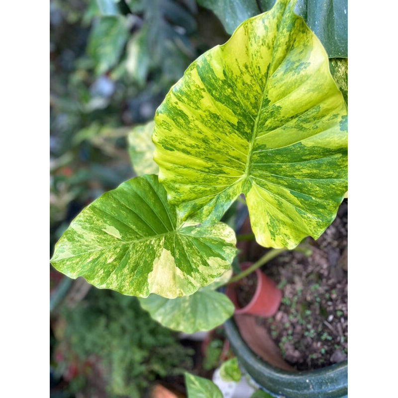 ráy var vàng ( Alocasia Gageana Aurea) | Shopee Việt Nam
