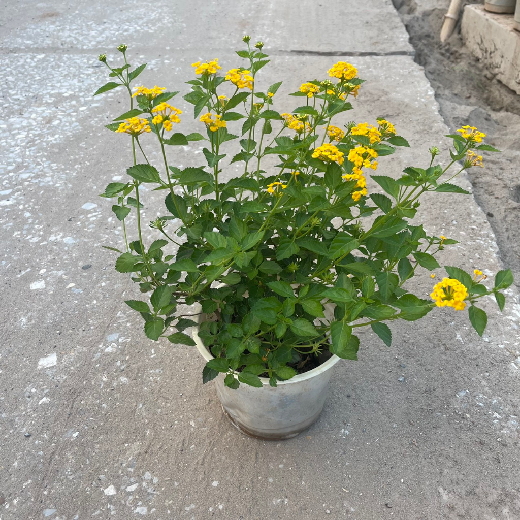 Hoa ngũ sắc vàng rủ cỡ TO trồng sẵn chậu ổn định,cành lá tán xum xuê ...