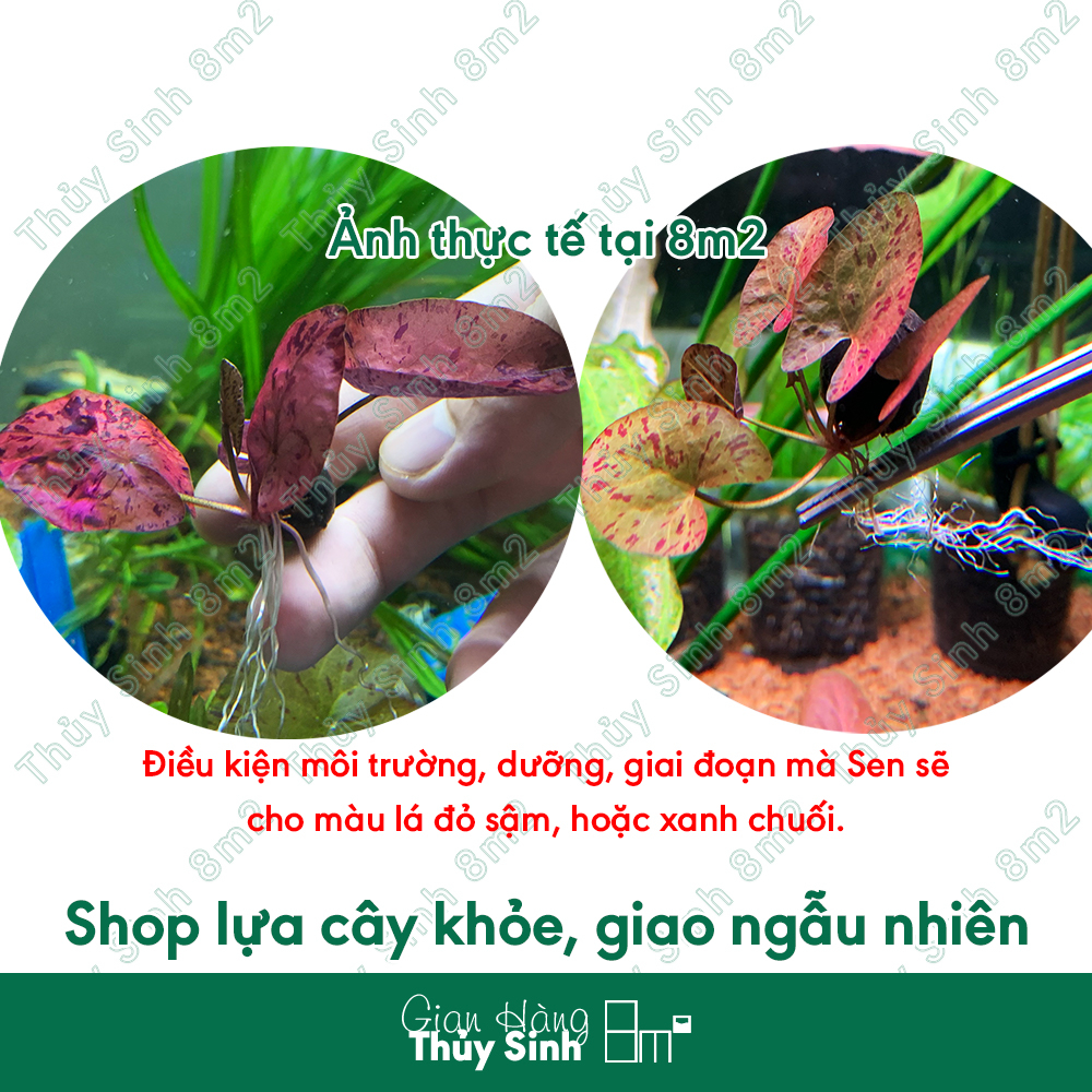 01 Củ Sen Tiger | Cây Thủy Sinh Cắm Nền | 8m2 | Shopee Việt Nam