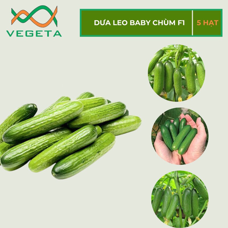HẠT GIỐNG DƯA LEO CHÙM BABY F1 ( 5 hạt ) - VEGETASHOP - HẠT GIỐNG NẢY MẦM TỐT, NĂNG SUẤT CAO ...