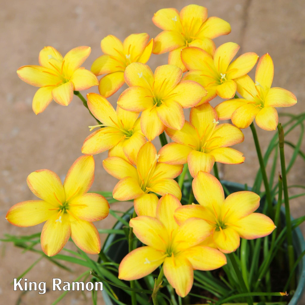 1 củ huệ mưa King Ramon | Shopee Việt Nam