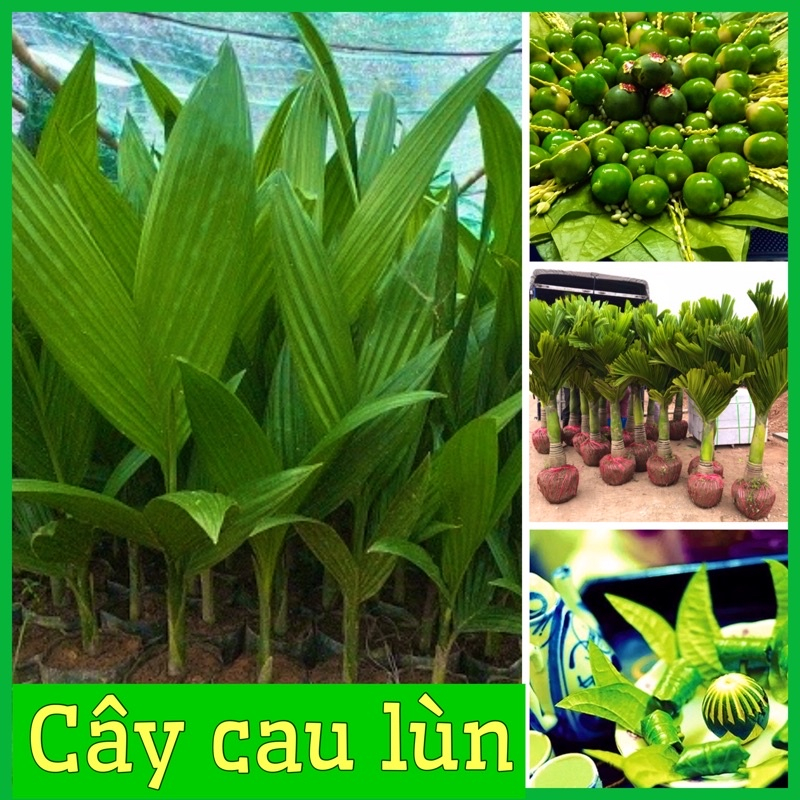CÂY CAU LÙN - CAU TỨ QUÝ( cau lấy quả ăn trầu- cây 15-20cm ) | Shopee ...