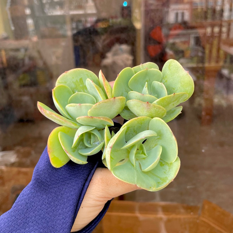 Sen Đá Bèo Pháp Mini ( 2-3cm ) | Shopee Việt Nam