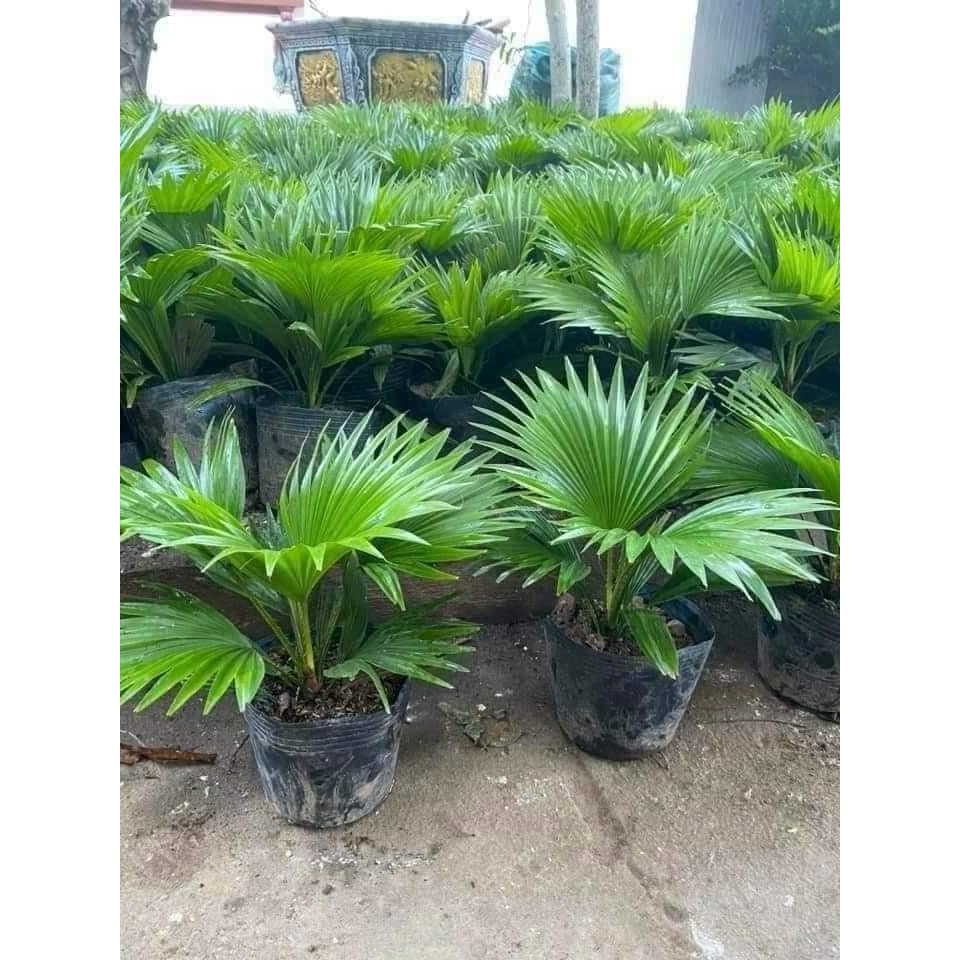 Cây cọ cảnh | Shopee Việt Nam