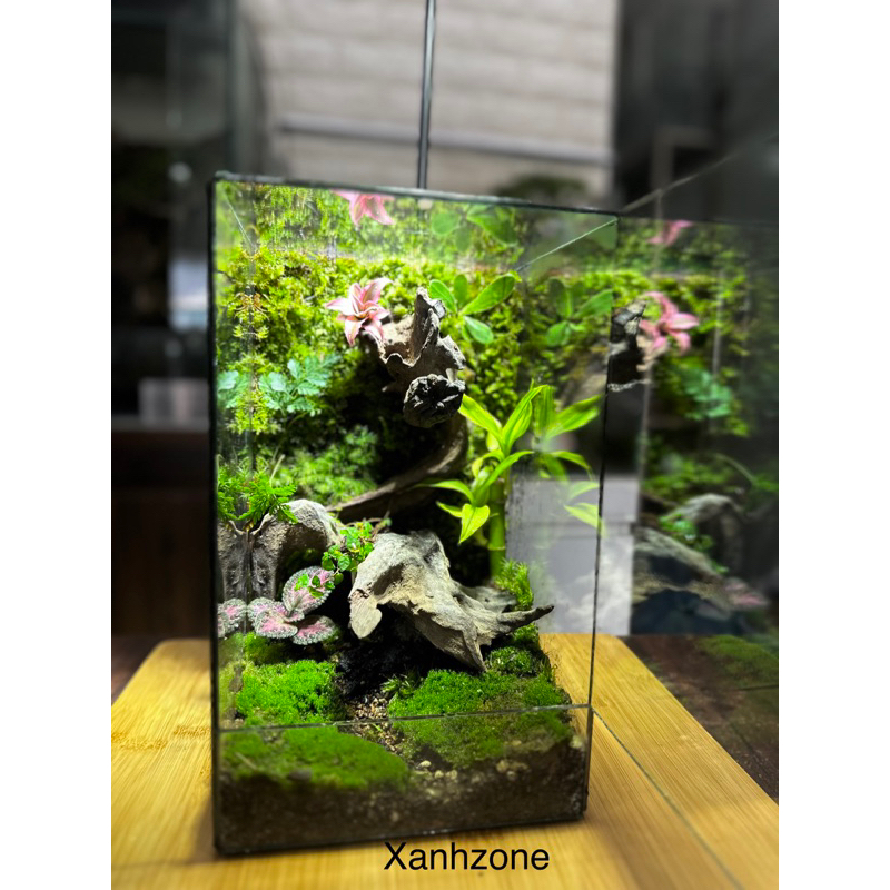 terrarium setup sẵn, bình terrarium setup sẵn, terrarium quà tặng. kèm ...