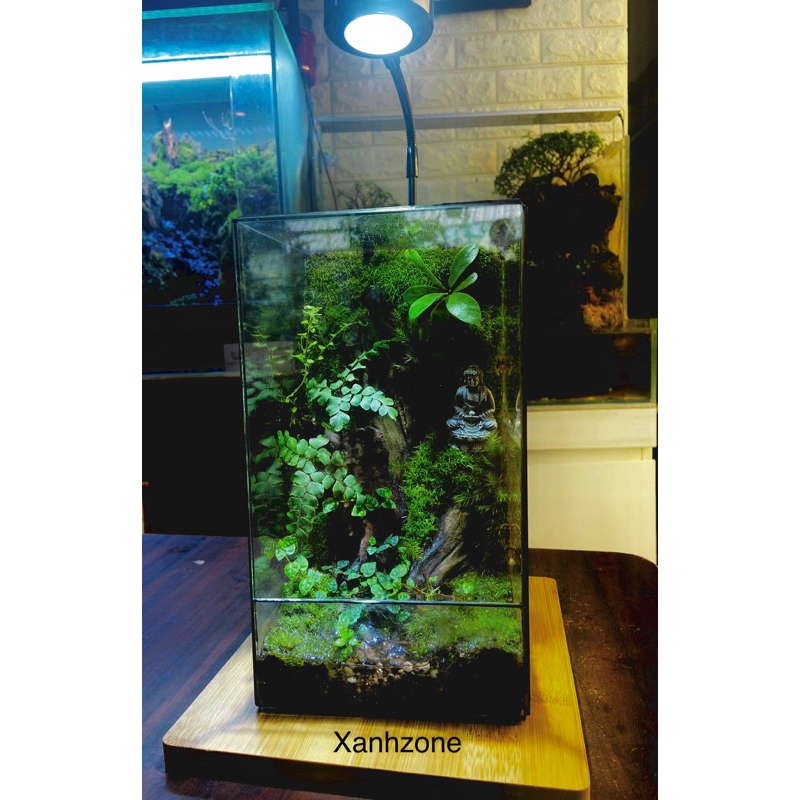 terrarium setup sẵn, bình terrarium setup sẵn, terrarium quà tặng. kèm ...