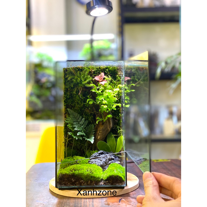 terrarium setup sẵn, bình terrarium setup sẵn, terrarium quà tặng. kèm ...