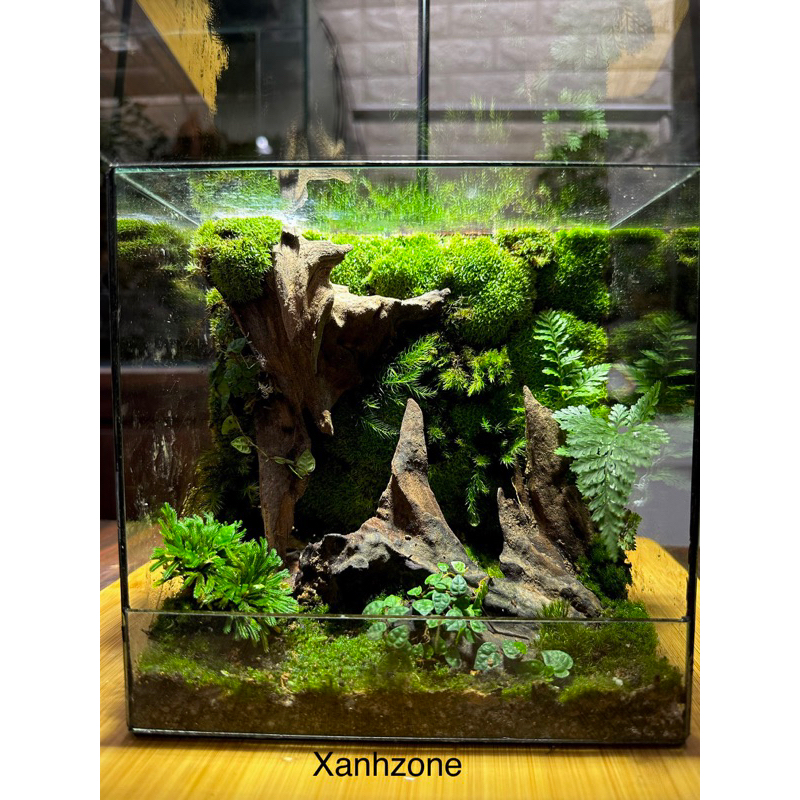 terrarium setup sẵn, bình terrarium setup sẵn, terrarium quà tặng. kèm ...