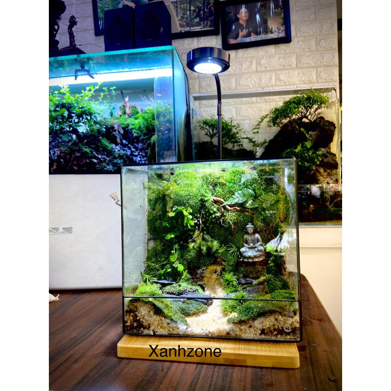 terrarium setup sẵn, bình terrarium setup sẵn, terrarium quà tặng. kèm ...