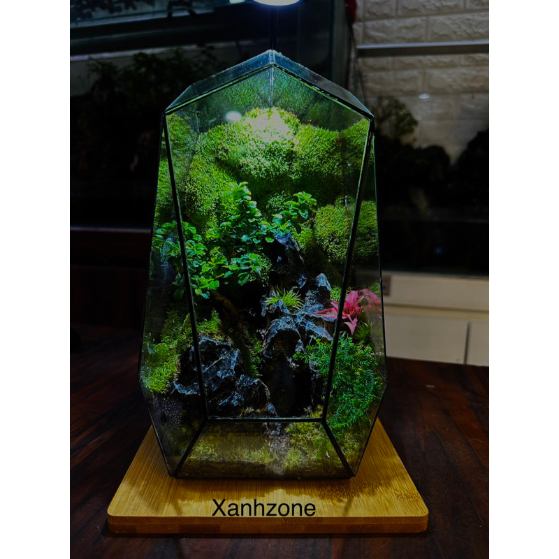 terrarium setup sẵn, bình terrarium setup sẵn, terrarium quà tặng. kèm ...
