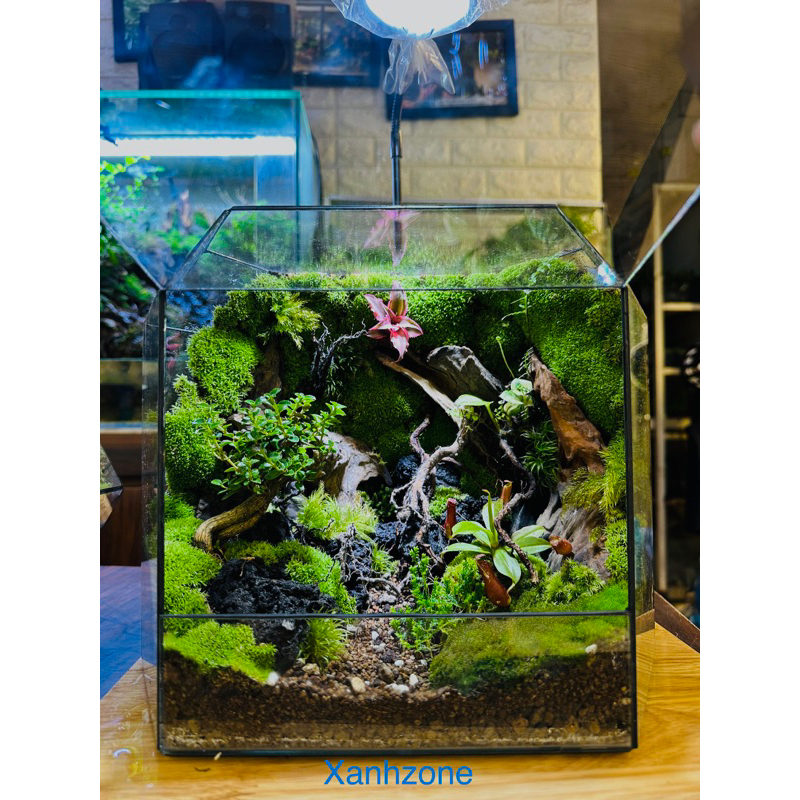 terrarium setup sẵn, bình terrarium setup sẵn, terrarium quà tặng. kèm ...