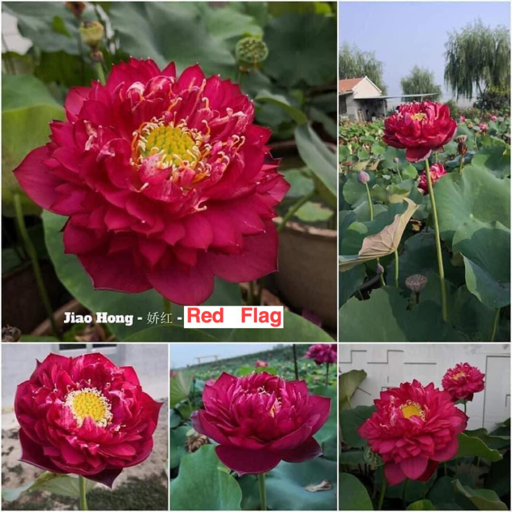 Củ Sen Thái giống_ Sen Red Flag | Shopee Việt Nam