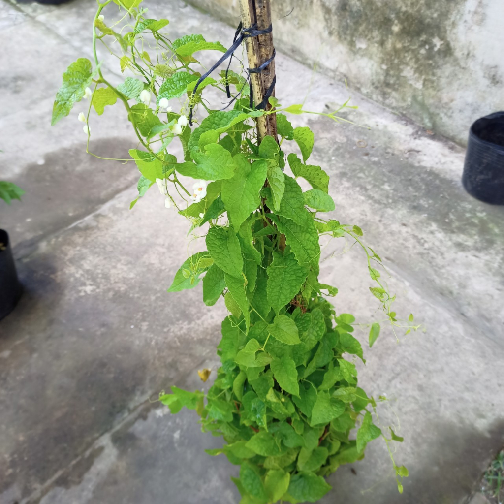 Cây Tigon trắng ổn định, sắp hoa - Trang Flowers | Shopee Việt Nam