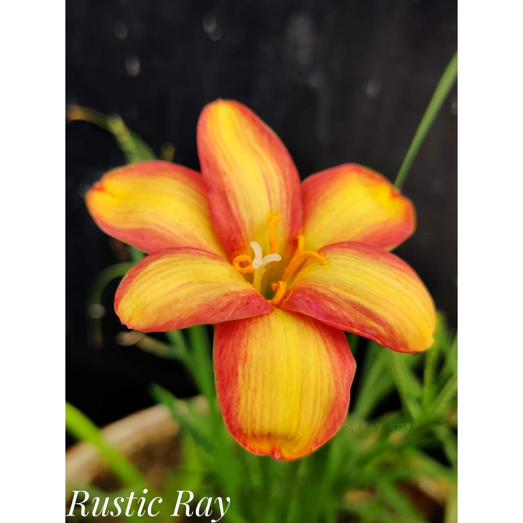 Củ huệ mưa Rustic ray | Shopee Việt Nam