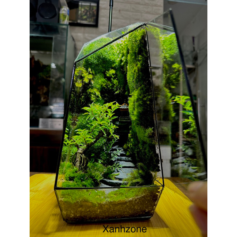 terrarium setup sẵn, bình terrarium setup sẵn, terrarium quà tặng. kèm ...