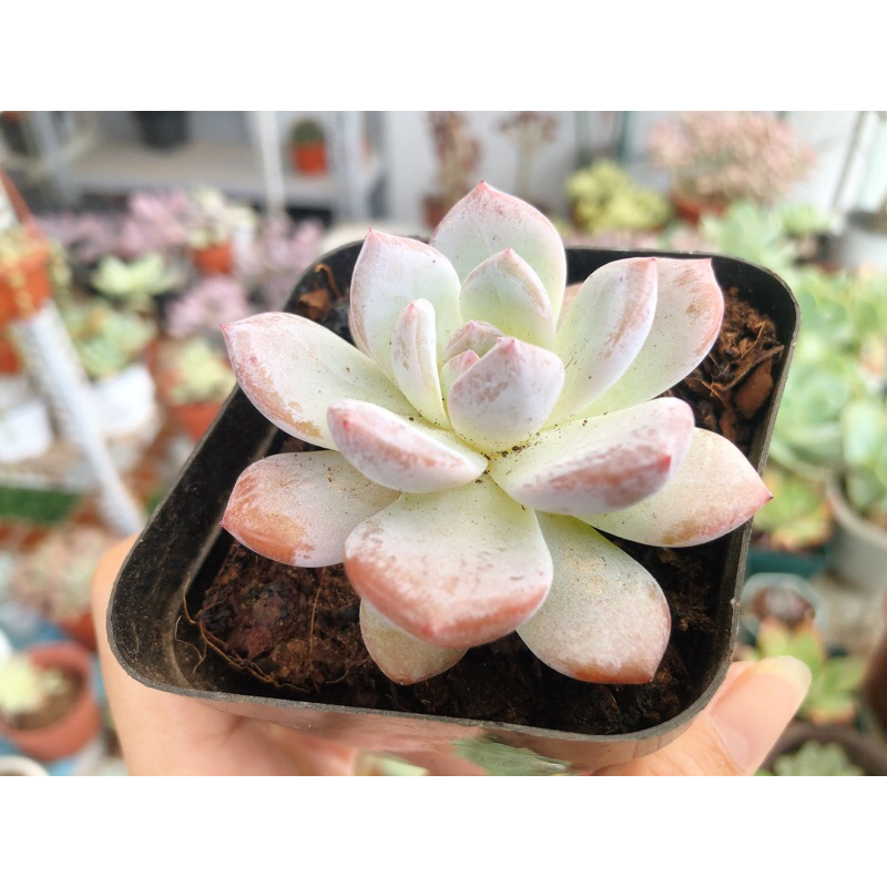 sen đá monroe 6-7cm | Shopee Việt Nam