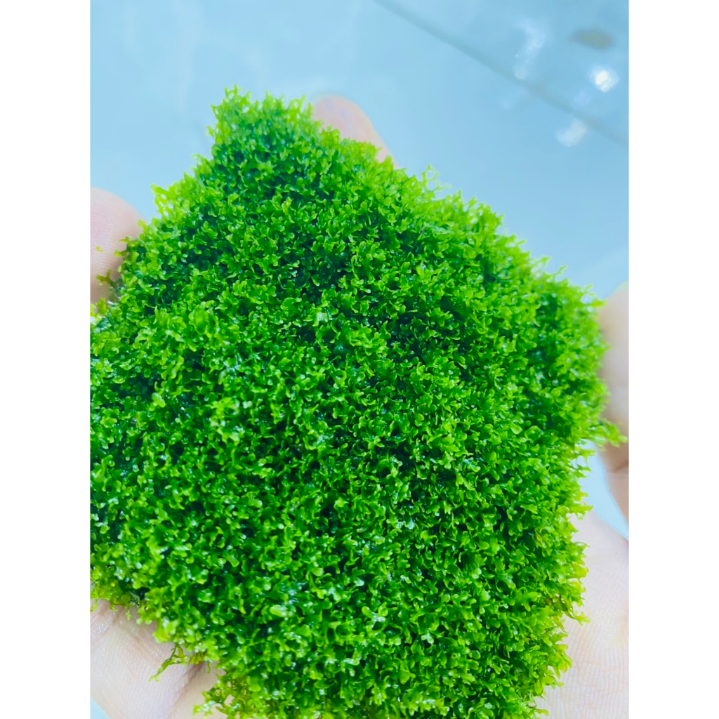 Rêu Mini Pelia , Dòng Rêu cao cấp cực kì đẹp trong bể thủy sinh ...