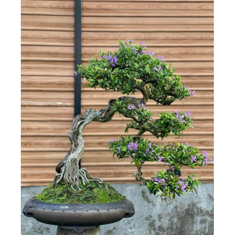 Linh sam 86 đã tạo dáng, đang ra hoa | Shopee Việt Nam