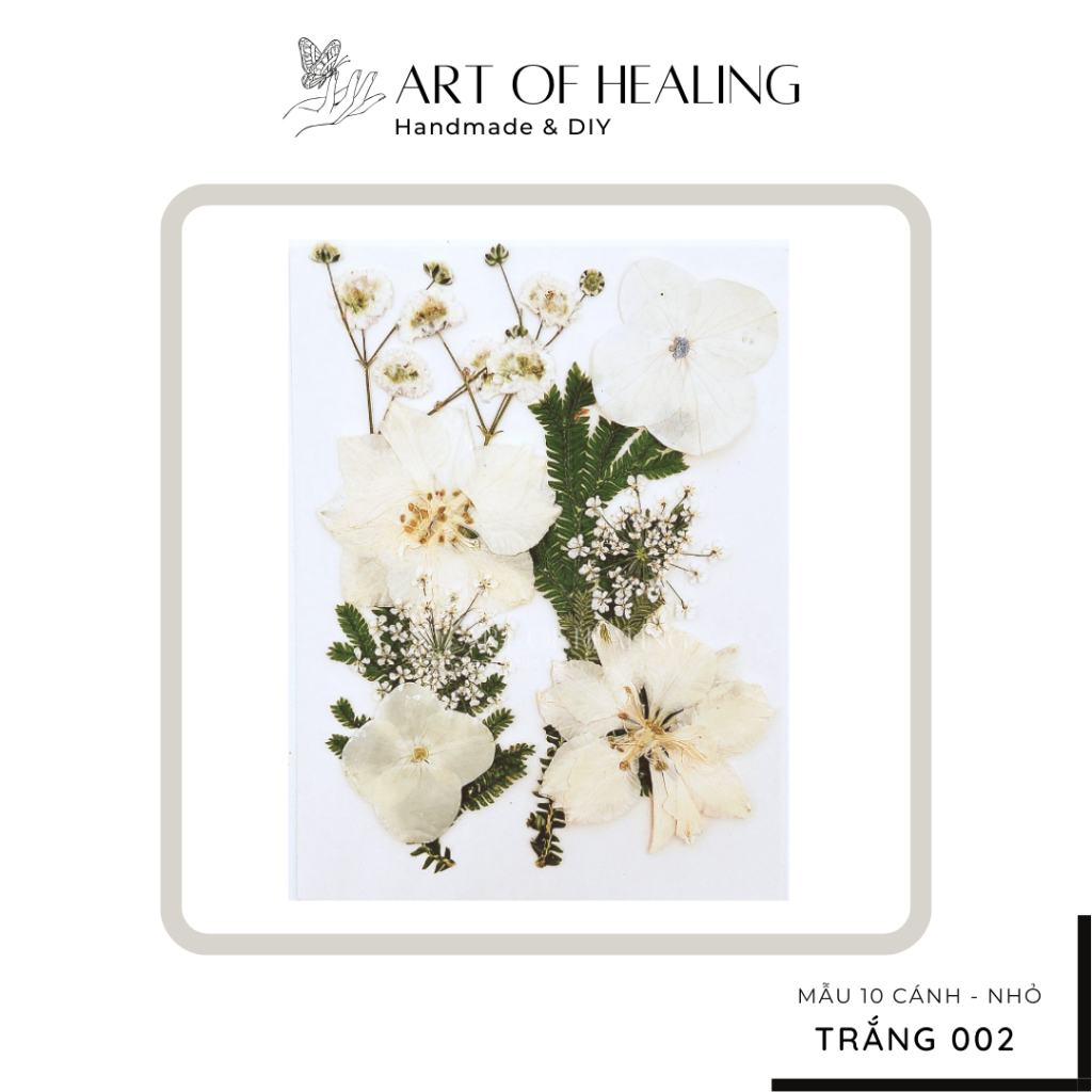 [AOH - Art of Healing] Set hoa ép khô các loại trang trí nến, resin, sổ ...