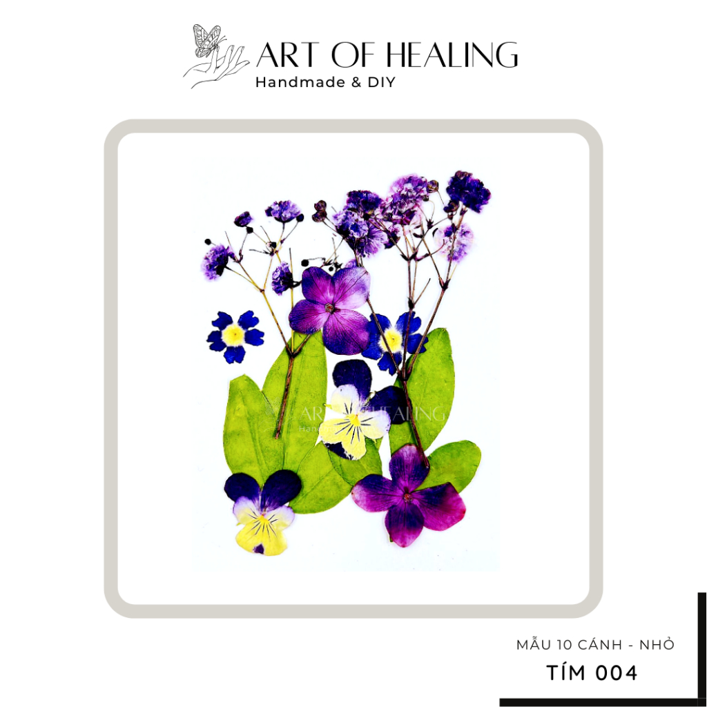 [AOH - Art of Healing] Set hoa ép khô các loại trang trí nến, resin, sổ ...